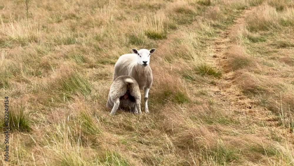 Cute baby lamb wagging tail while drinking milk from mother sheep in a ...