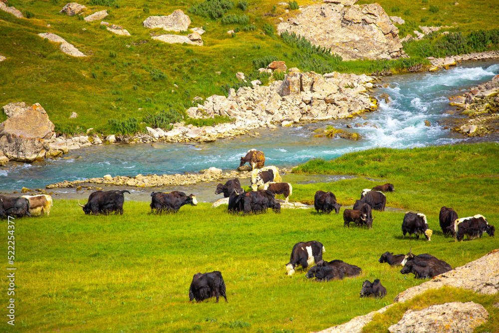 A herd of yaks graze in the mountains. Himalayan big yak in a beautiful ...