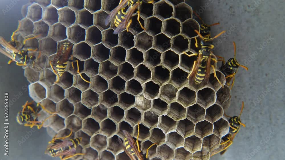 Macro view of common wasp nest. Wasps building a nest to hatch their ...