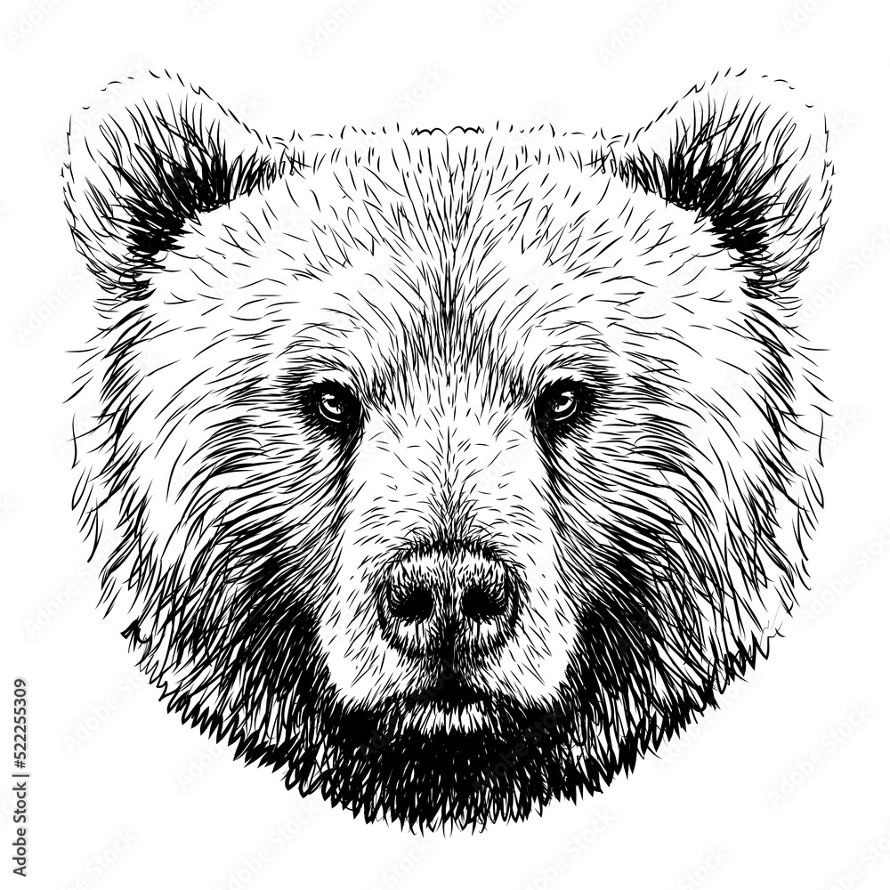 Bear. Graphic image of a bear's head in sketch style on a white ...
