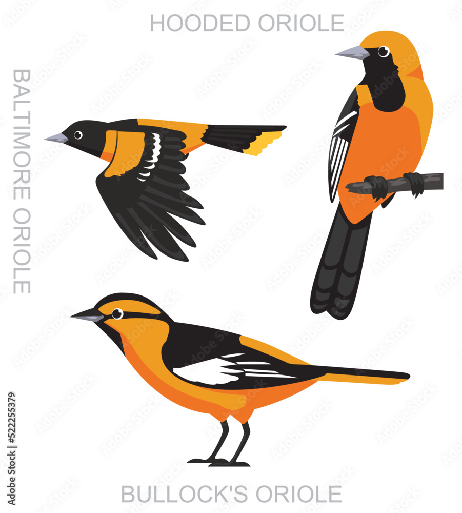 Cute Bird New World Oriole Set Cartoon Vector Stock Vector | Adobe Stock