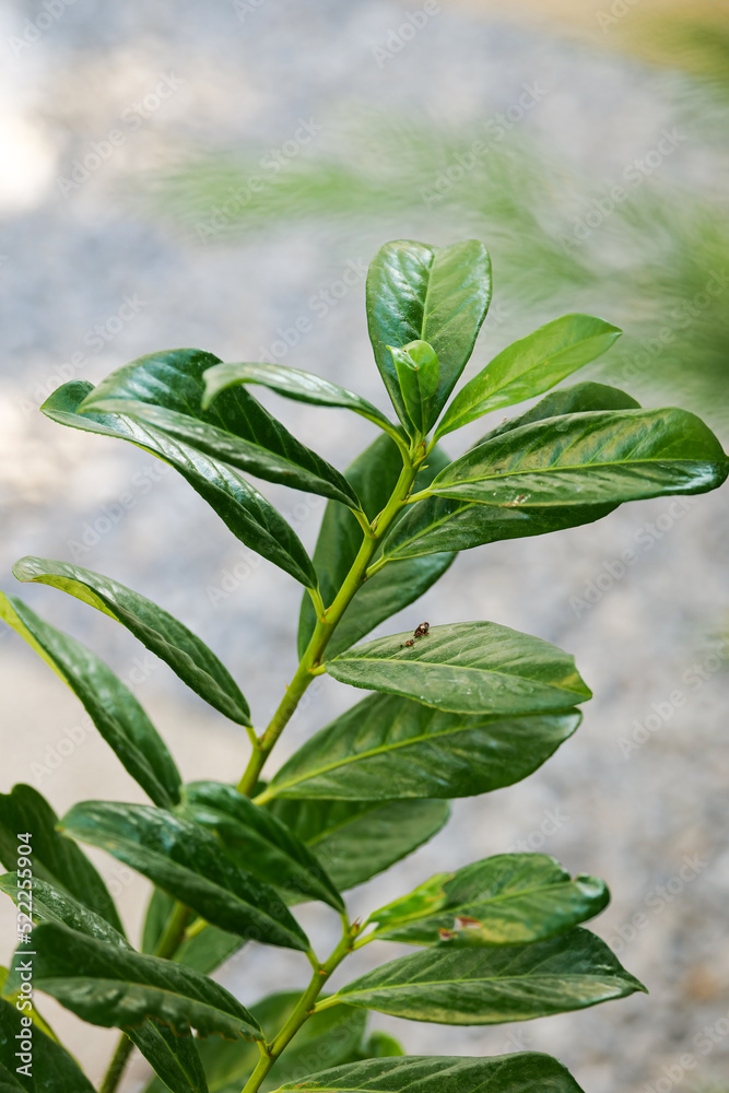 Common or English laurel plant (Prunus laurocerasus Caucasica ...
