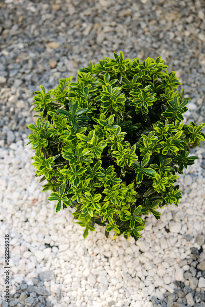 Evergreen spindle floer plant (Euonymus japonicus) photographed in a ...