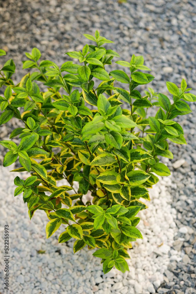 Evergreen spindle floer plant (Euonymus japonicus) photographed in a ...