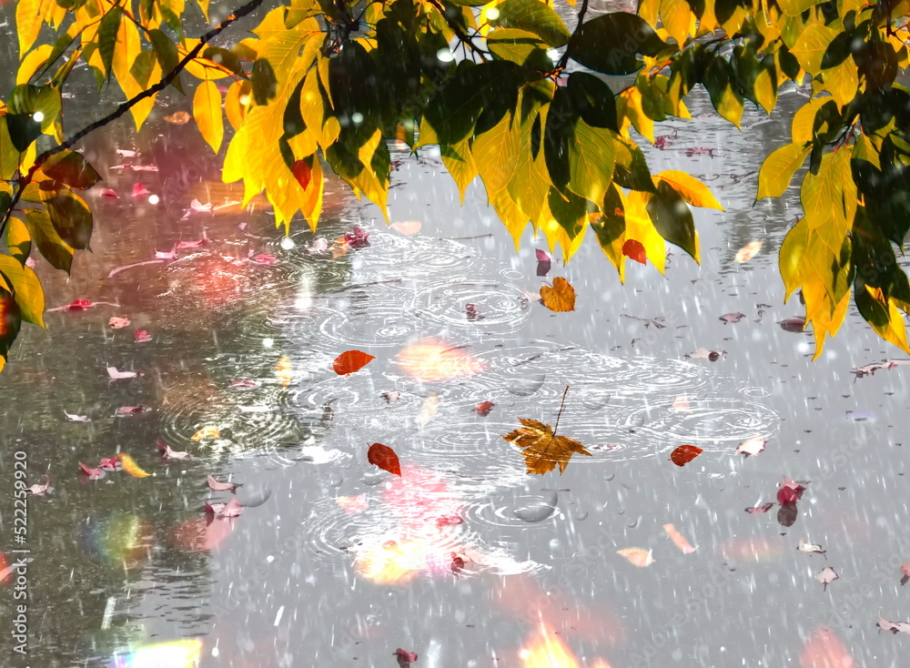 Autumn rain in park tree branch and leaves in puddles on asphalt rainy ...