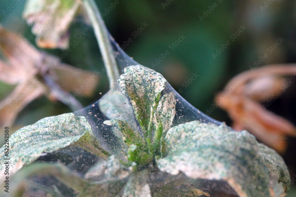 Pansy plant overrun by tiny spider mites Tetranychus urticae ...