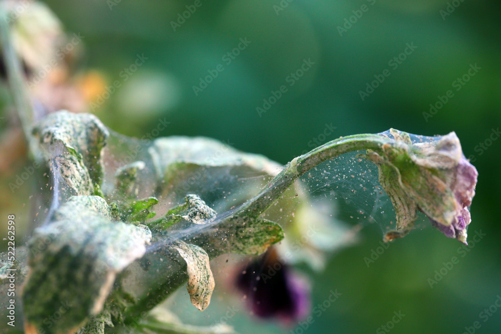 Pansy plant overrun by tiny spider mites Tetranychus urticae ...