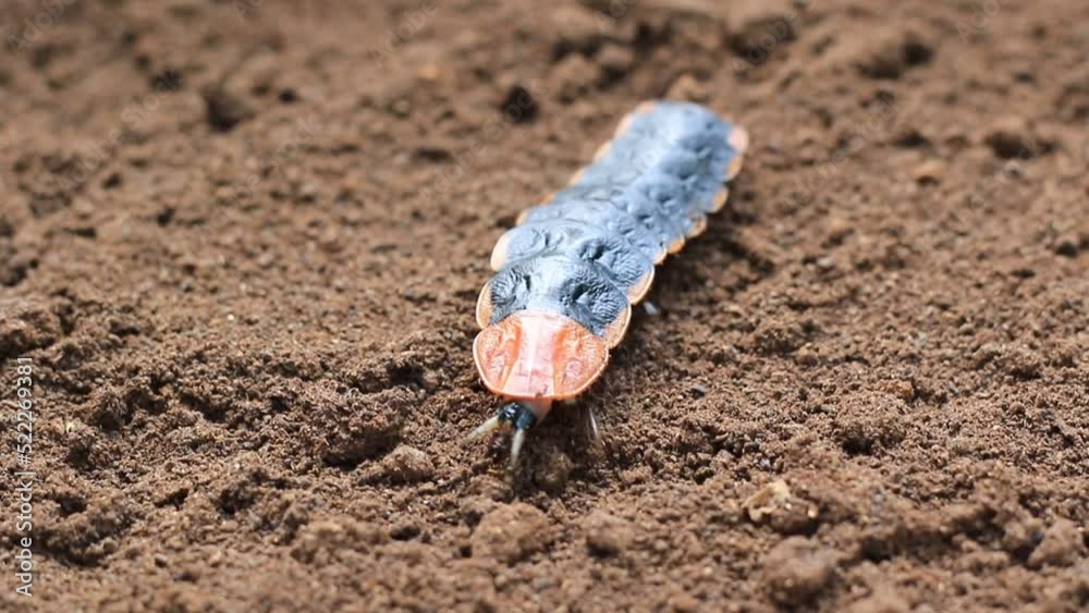 Giant firefly, Lamprigera sp. in rainforest habitat, Thailand.also ...