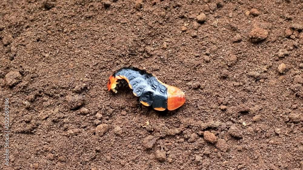 Giant firefly, Lamprigera sp. in rainforest habitat, Thailand.also ...
