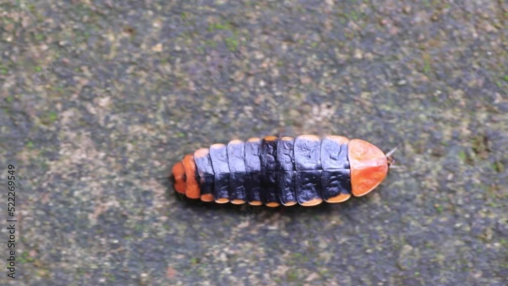 Giant firefly, Lamprigera sp. in rainforest habitat, Thailand.also ...