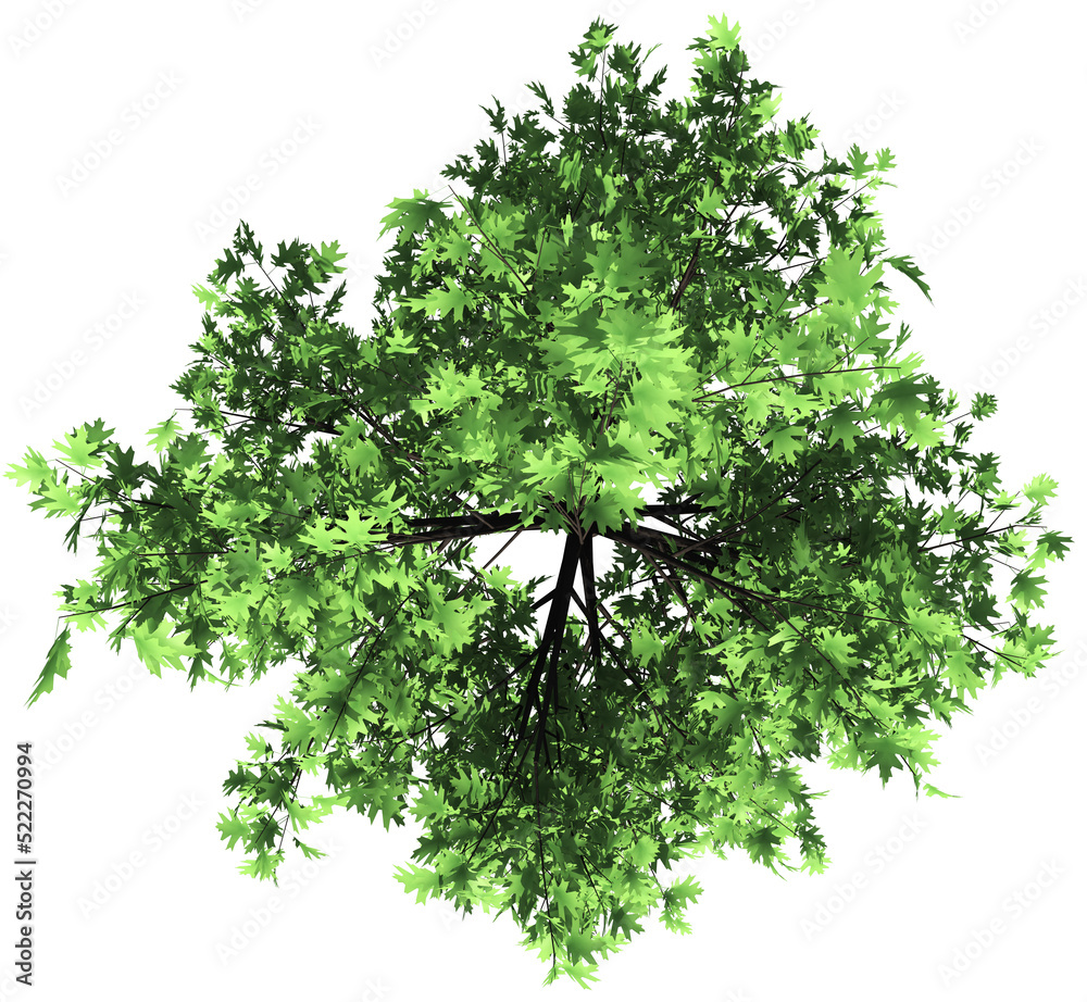 Oak tree top view isolated - 3d rendering Stock Illustration | Adobe Stock