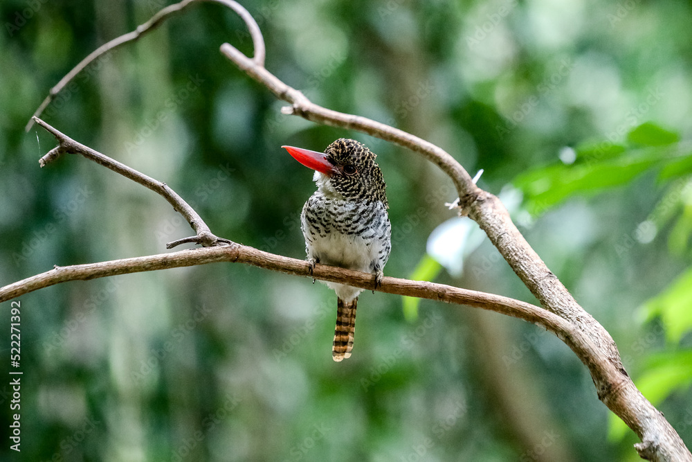 Banded Kingfisher in the tree.in nature, in Thailand.Banded Kingfisher ...