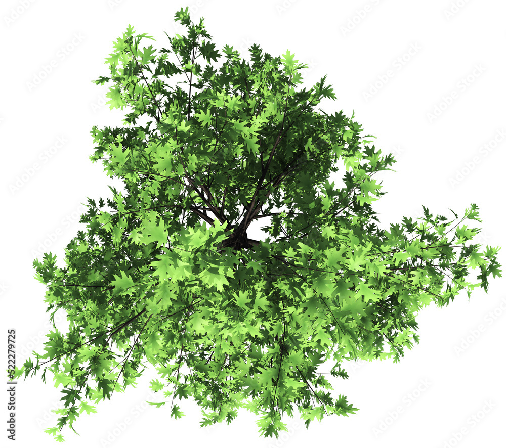 Oak tree top view isolated - 3d rendering Stock Illustration | Adobe Stock