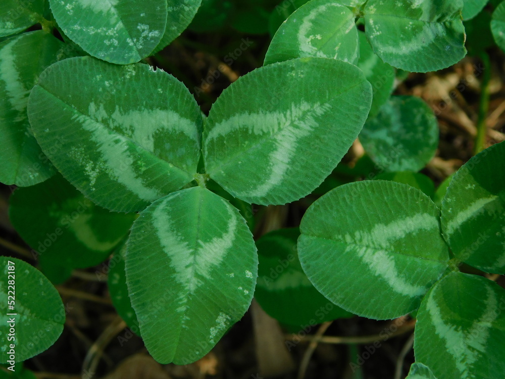 Beautiful green three petal clover leaf plant Stock Photo | Adobe Stock