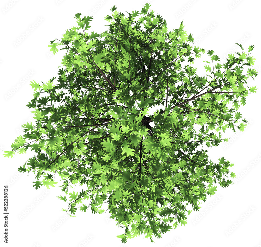Oak tree top view isolated - 3d rendering Stock Illustration | Adobe Stock