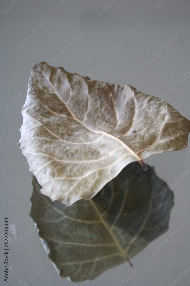 Hoja del àrbol Alnus Cordata, usado para cortavientos, de forma ...