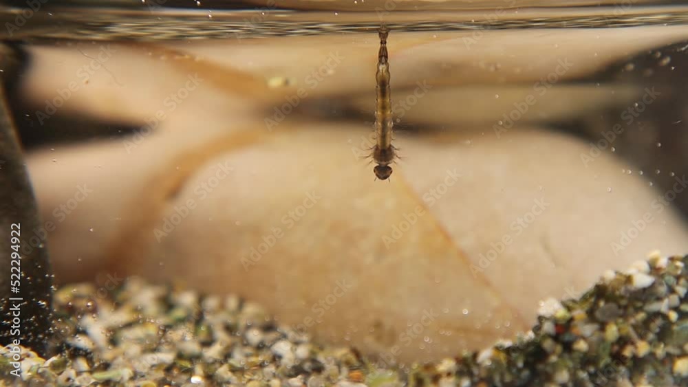 Vidéo Stock Mosquito larvae, side view. larvae hang upside down from ...