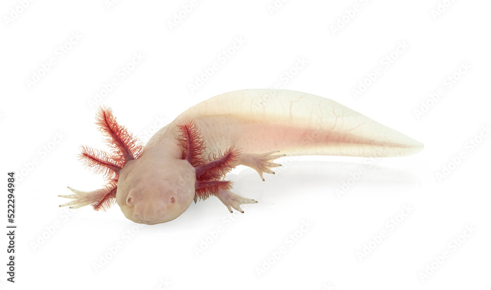 Side view of white axolotl aka Ambystoma mexicanum, laying on surface ...