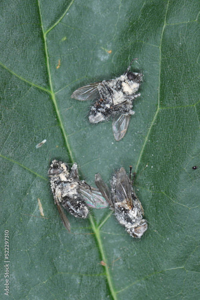 Flies killed by entomopathogenic fungus Beauveria bassiana. Infected ...