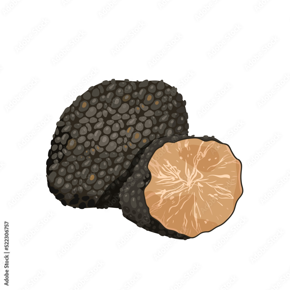 Black truffle mushroom vector illustration. Cartoon isolated whole ...
