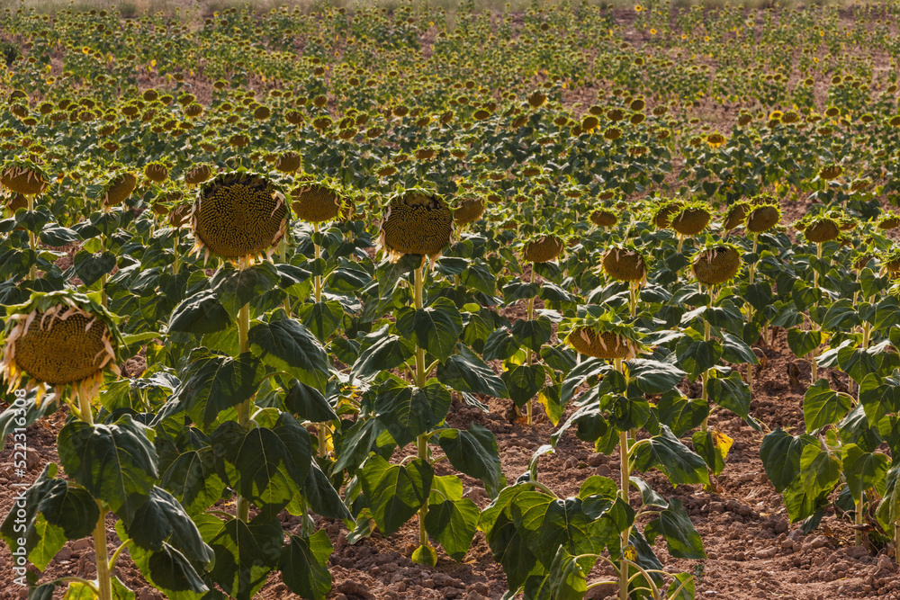 Sunflower field dry in summer due to drought and lack of water. Climate ...