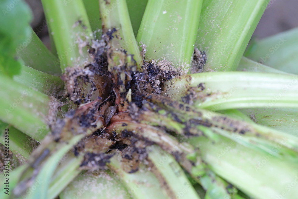 Damaged plants of sugar beet by caterpillars of the beet moth ...