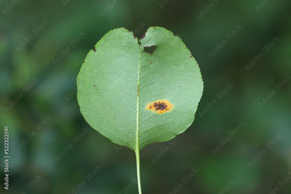 Pear rust, infected leaves of fungal disease, Pear trellis rust ...