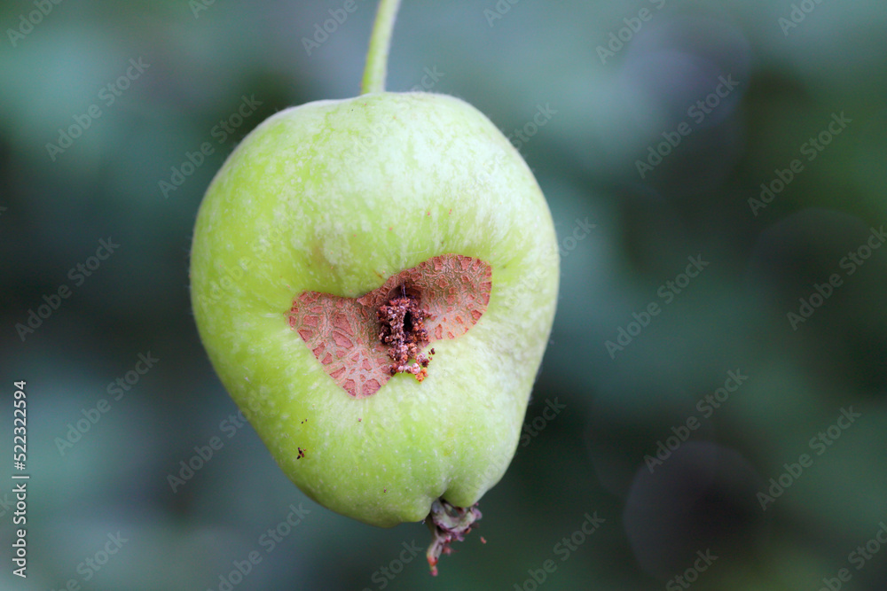 Wormy apple by larva of codling moth Cydia pomonella. Stock Photo ...