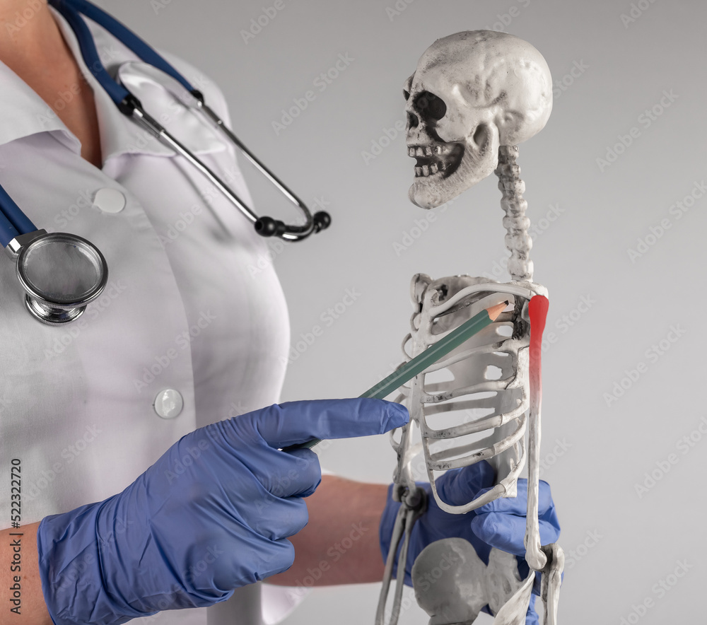 Doctor pointing to skeleton arm with red shoulder with pencil. Painful ...