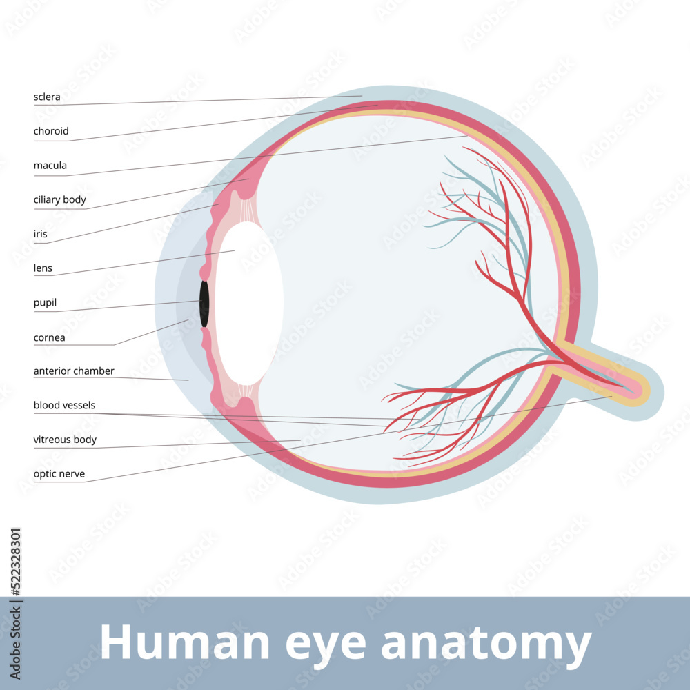 Human eye anatomy. Cross-section of the human eye, showing the major ... Human eye anatomy. Cross-section of the human eye, showing the major ...