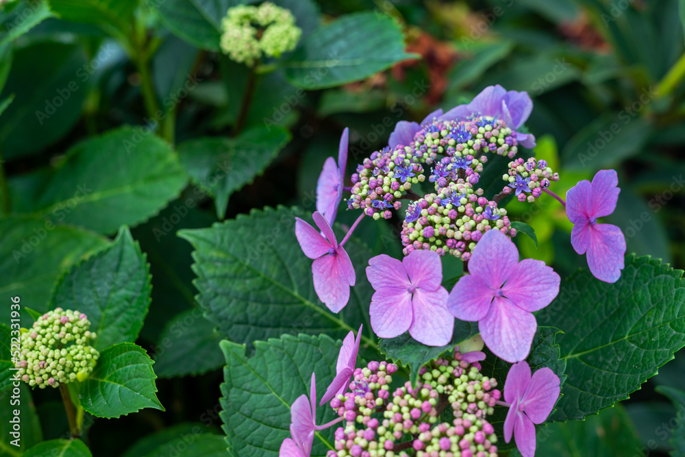 Hydrangea, common names hydrangea or hortensia, is a genus of over 75 ...