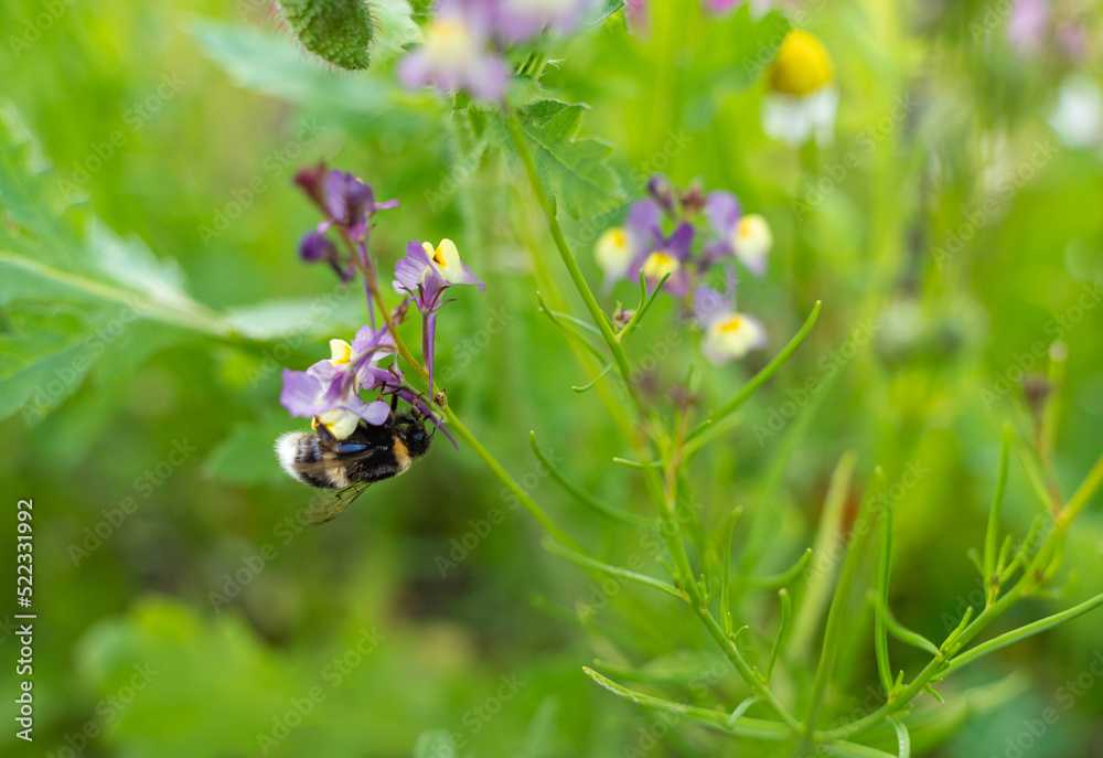 A bumblebee is any of over 250 species in the genus Bombus, part of ...