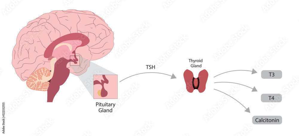 Thyroid Hormone Production diagram. Pituitary gland TSH production and ...
