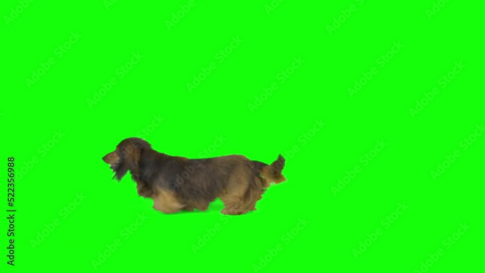 Video Stock Small dachshund on green screen isolated with chroma key ...