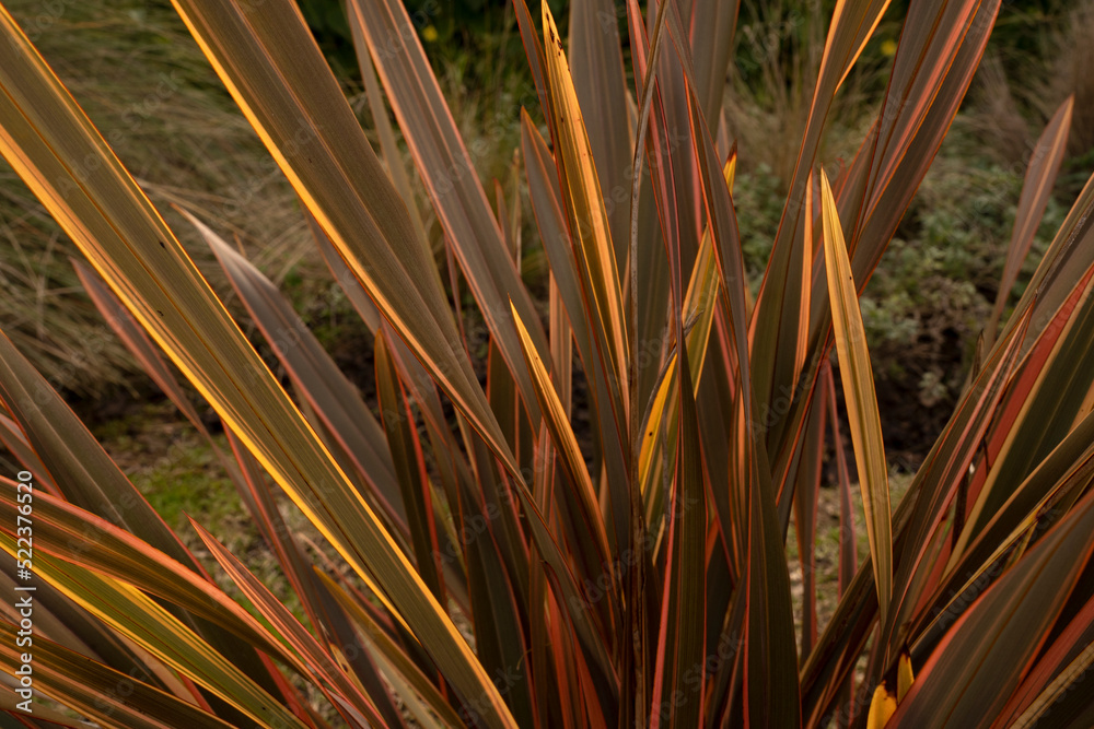 Botany. Closeup view of Phormium tenax, also known as New Zealand flax ...
