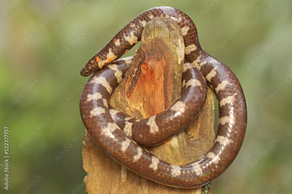 Foto de A common pipe snake is looking for prey on rotting tree trunks ...