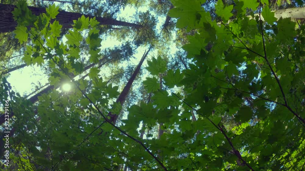 Pacific Northwest Forest Canopy 4K UHD. A camera move looking up into ...