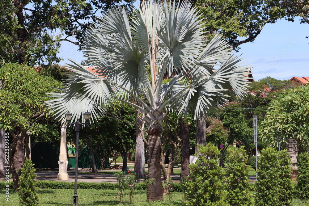Cambodia. Bismarckia is a monotypic genus of flowering plant in the ...