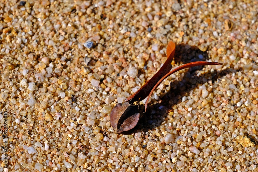 Flying seed of Yang (Dipterocarpus alatus Roxb.ex. G.Don ...