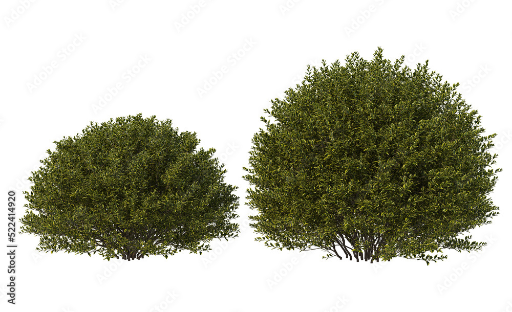 Shrubs and flowers on a transparent background. Stock Illustration ...