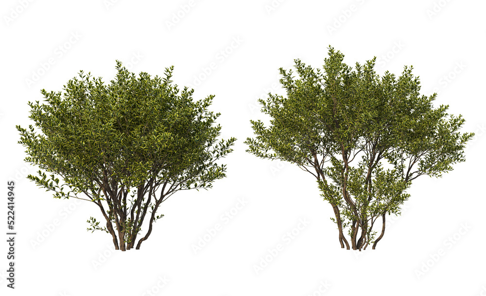 Shrubs and flowers on a transparent background. Stock Illustration ...