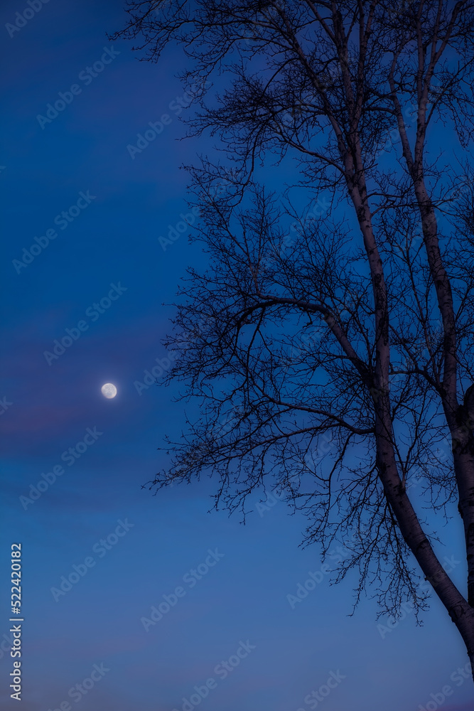 Tree silhouette and full moon on night sky background Stock Photo ...