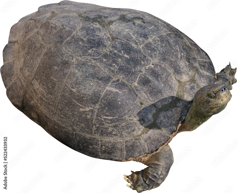 Turtle in transparent background. Stock Photo | Adobe Stock