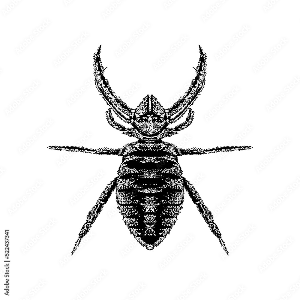 Camel Spider hand drawing vector illustration isolated on background ...