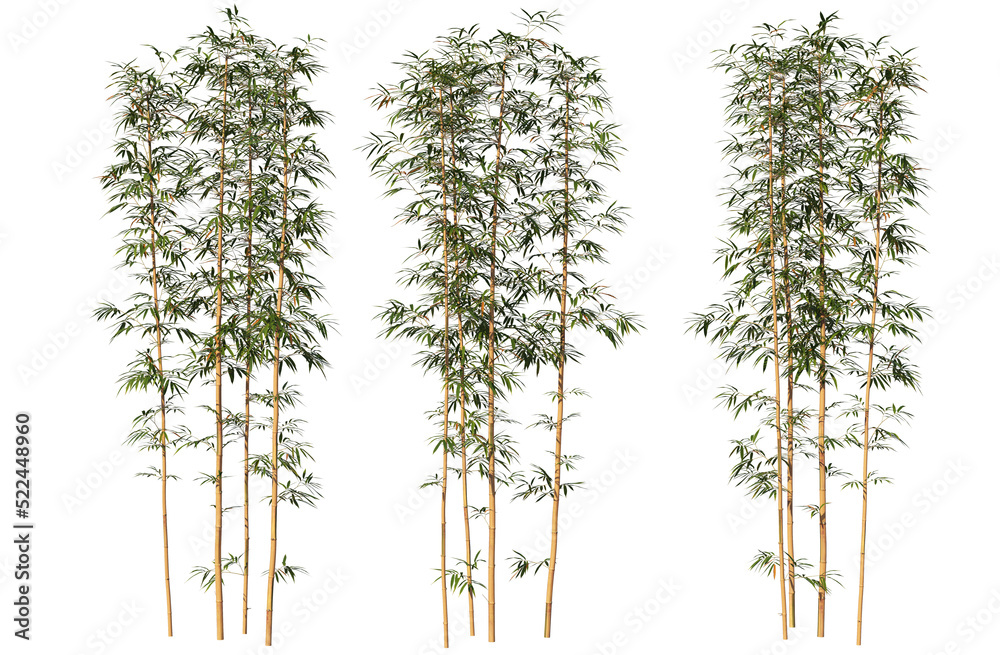 Bamboo tree on transparent background Stock Illustration | Adobe Stock