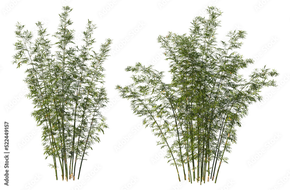 Bamboo tree on transparent background Stock Illustration | Adobe Stock
