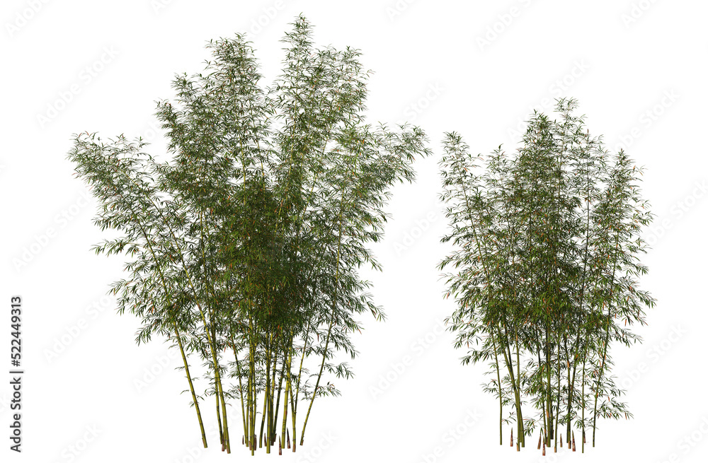 Bamboo tree on transparent background Stock Illustration | Adobe Stock