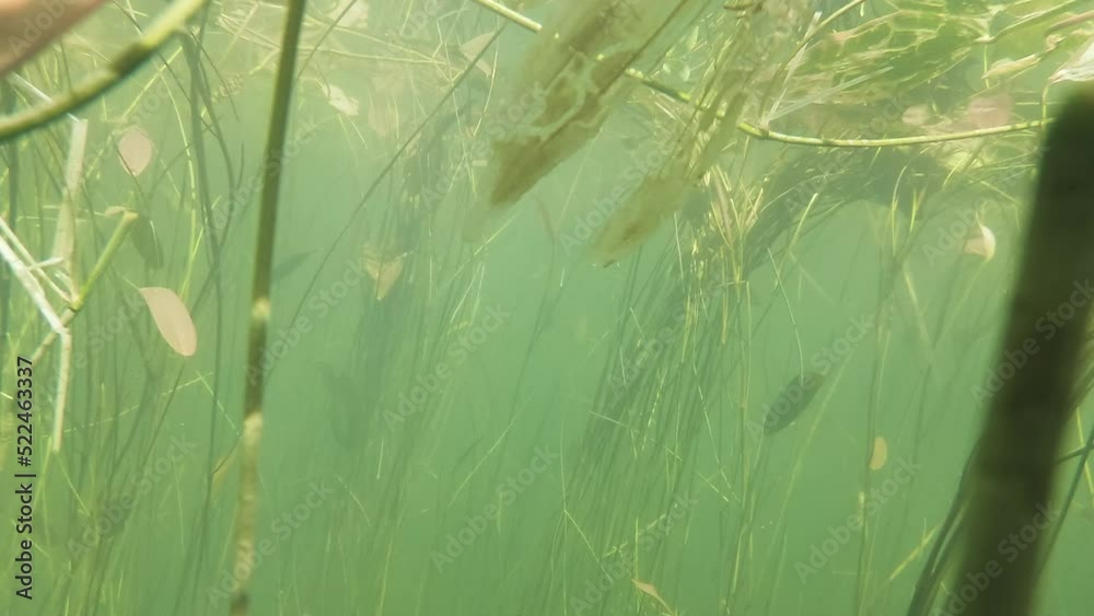 Underwater Pond View with Water Plants. Freshwater Lake with Sunbeams ...