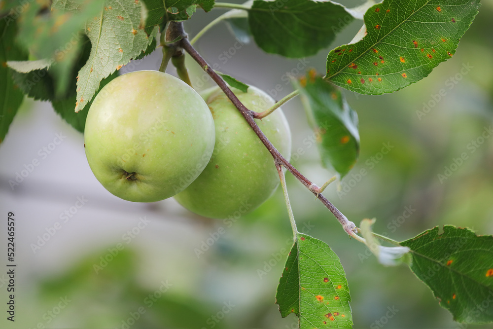 Green apples on tree in an orchard. Leaves are infected with a common ...