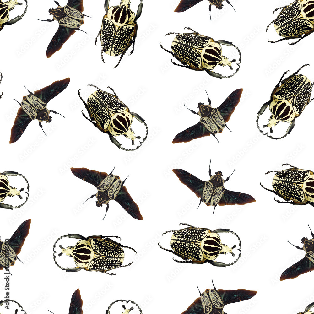 Seamless pattern Goliathus orientalis white black flower african ...